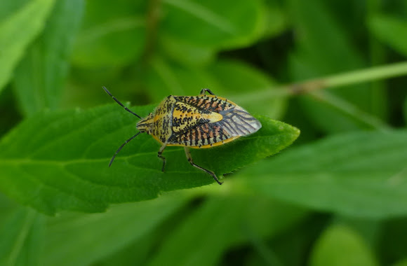 Stink Bug | Project Noah