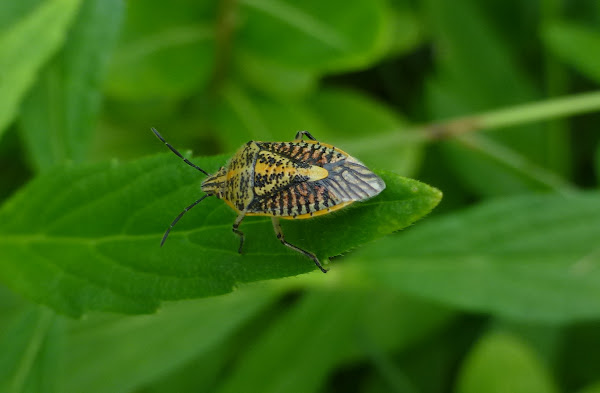 Stink Bug | Project Noah