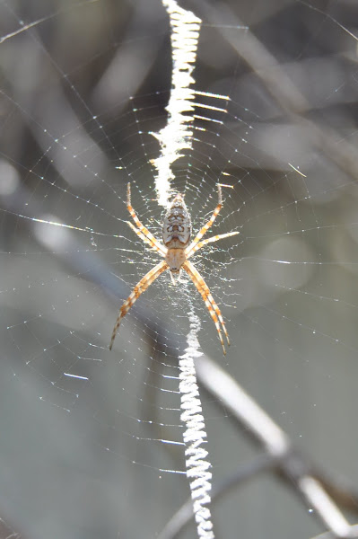 Juvenile Writing Spider | Project Noah