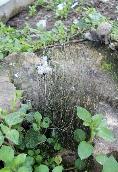 Phycomyces blakesleeanus | Project Noah