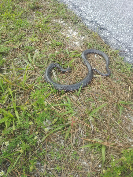 eastern mud snake | Project Noah