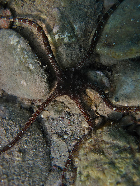 Macrobenthos of the North Sea | Project Noah