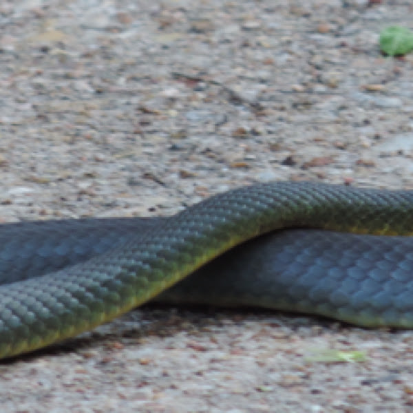 Eastern Yellow-bellied Racer | Project Noah