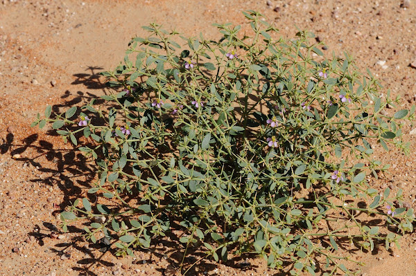 Caltrop Family; Arabic name - shekka, al aalawah, bathoot | Project Noah