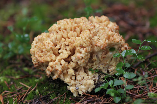 Ramaria rasilispora or Yellow Coral | Project Noah