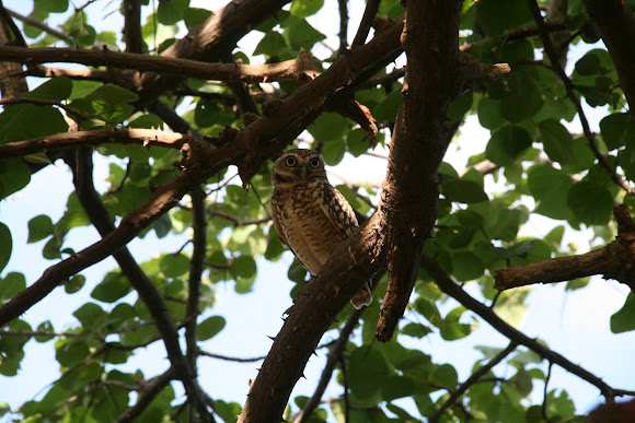 Aruba Burrowing Owl | Project Noah