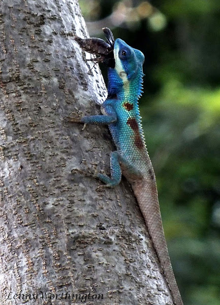 Blue Crested Lizard | Project Noah
