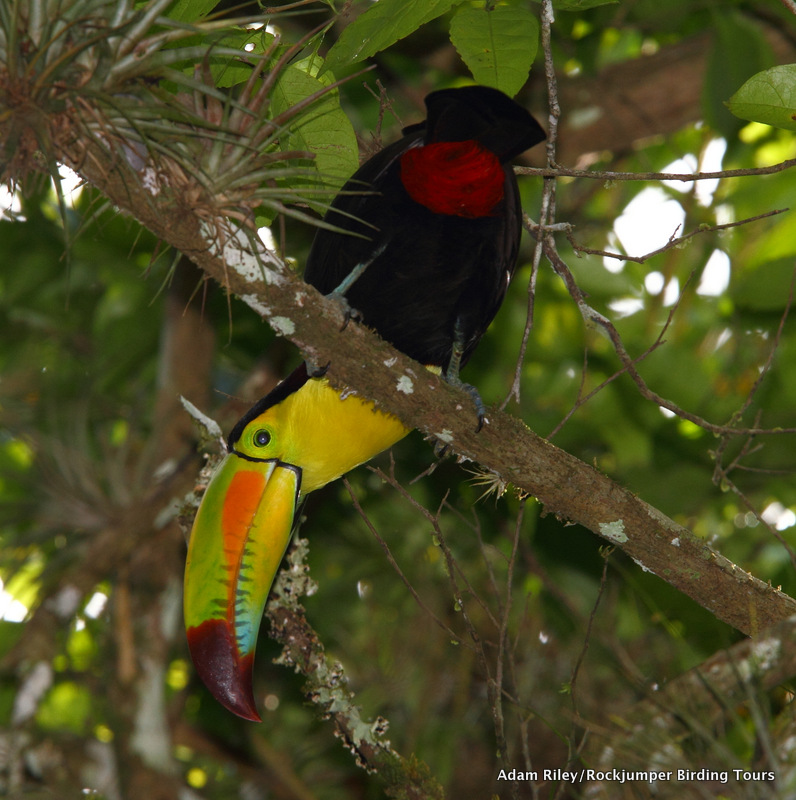 Keel-billed Toucan | Project Noah