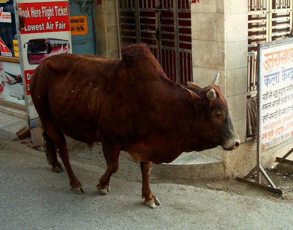 Red Sindhi Cattle | Project Noah