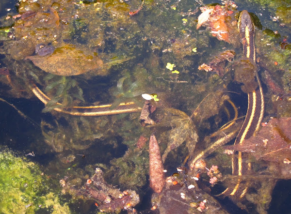 Diablo Range Garter Snake | Project Noah