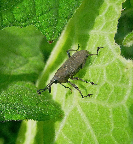 Small Palm Weevil | Project Noah