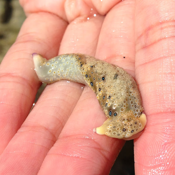 RINGED SAP-SUCKING SLUG | Project Noah