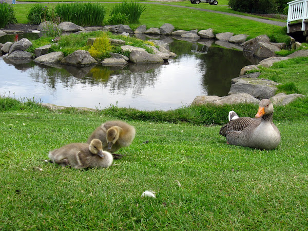 Grey Goose | Project Noah