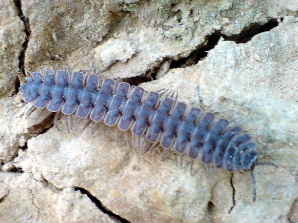 Flat Backed Millipede | Project Noah