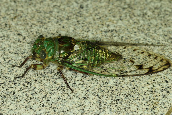 cicada | Project Noah