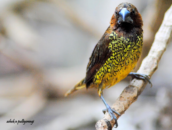 Nutmeg Mannikin or Spice Finch | Project Noah