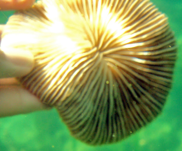 Disc/Mushroom/Tongue Coral | Project Noah