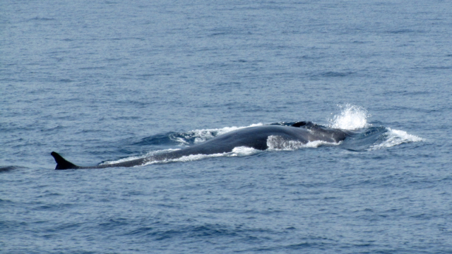 Fin whale | Project Noah