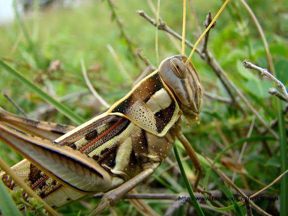 MIGRATORY BIRD LOCUST | Project Noah