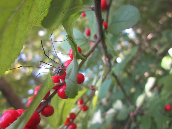 Daddy long leg | Project Noah