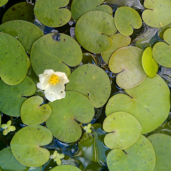 Common Frogbit | Project Noah