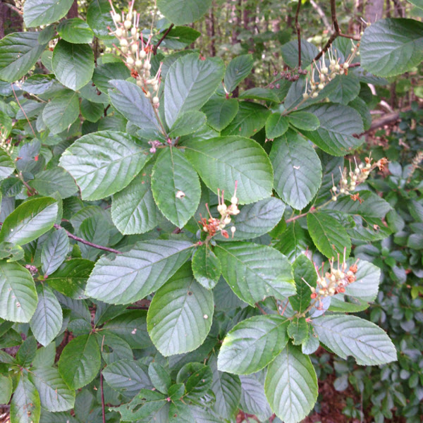 Pepper Bush | Project Noah