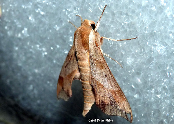 Virginia Creeper Sphinx Moth | Project Noah