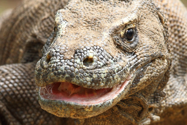 Komodo Dragon | Project Noah