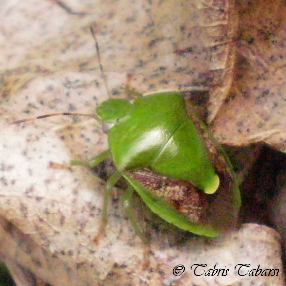 [GS] Brown-winged Stink Bug | Project Noah
