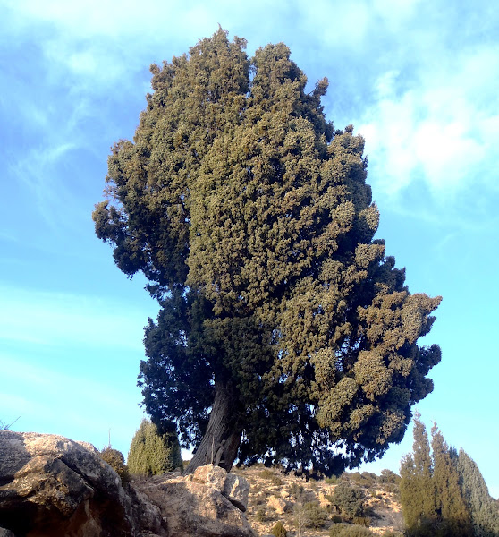 Savin. Sabina | Project Noah