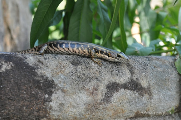 Bar-Sided Skink | Project Noah