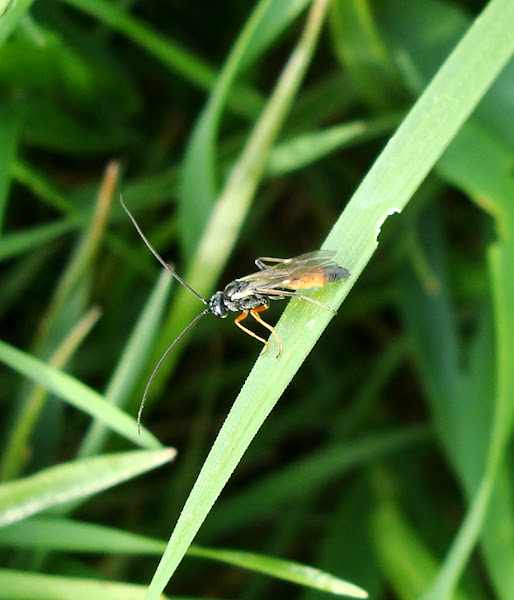 Scorpion Wasp | Project Noah