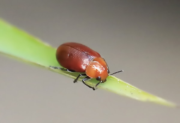 Leaf beetle | Project Noah