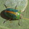 Acacia leaf beetle | Project Noah