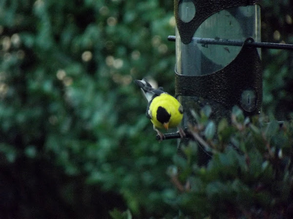 Goldfinch | Project Noah