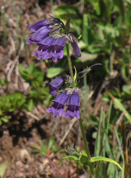 Dusky Penstemon | Project Noah