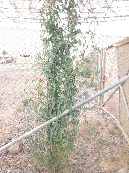 Bindweed | Project Noah