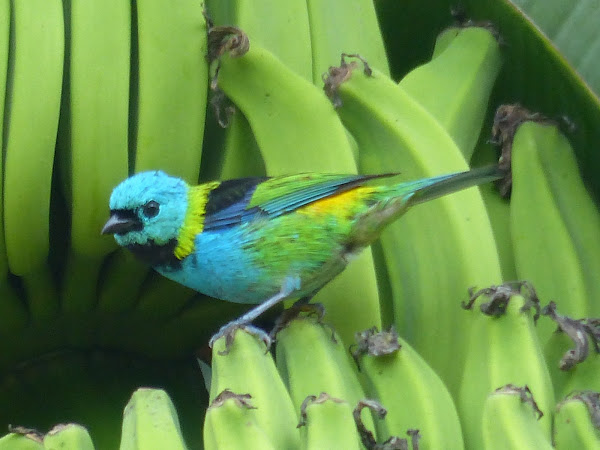 Saíra-sete-cores (Green-headed Tanager) | Project Noah