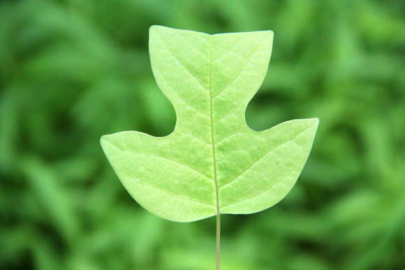 Tulip tree sapling | Project Noah