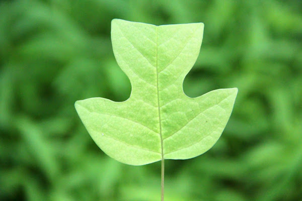 Tulip tree sapling | Project Noah