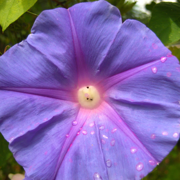 Call for the color purple - SouthEastern United States | Project Noah