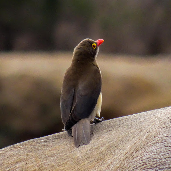 Red-Billed Oxpecker | Project Noah