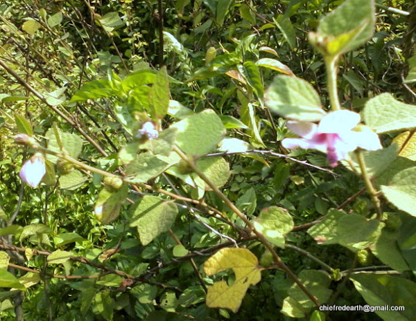 Caesar Weed | Project Noah