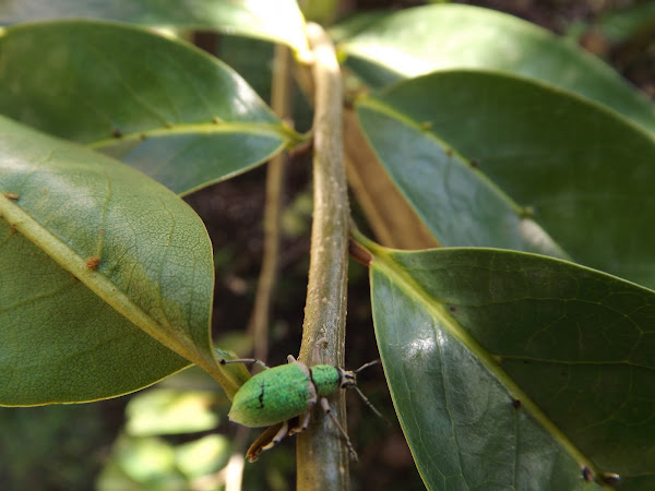 Spotting | Project Noah