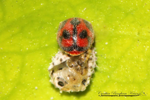 Vedalia Lady Beetle (eclosing) | Project Noah