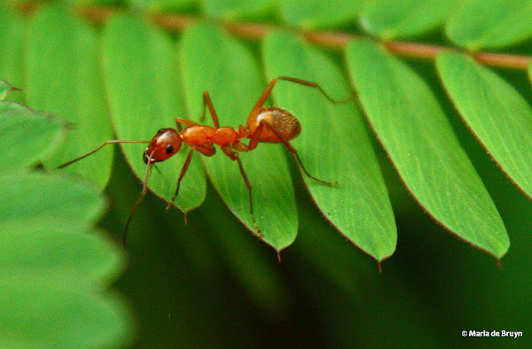 Field ant | Project Noah