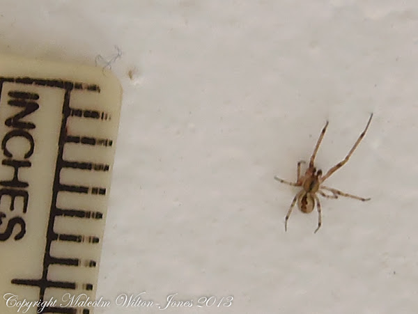 Spider | Project Noah