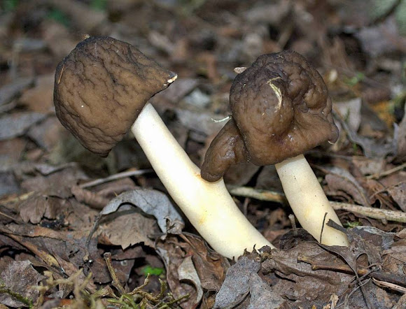 Bell Morel | Project Noah