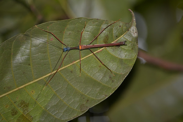 Winged Stick Insect, Phasmid - Male | Project Noah