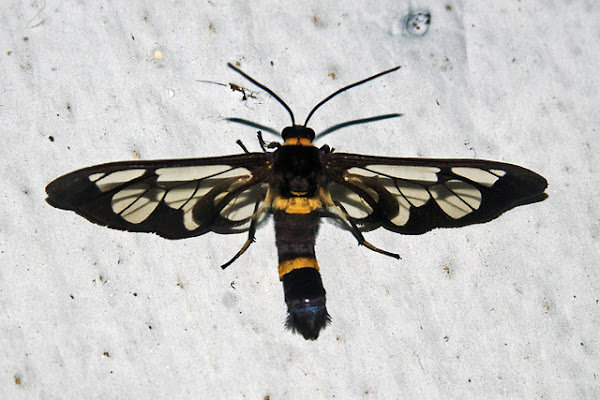 Arctiid Moth | Project Noah